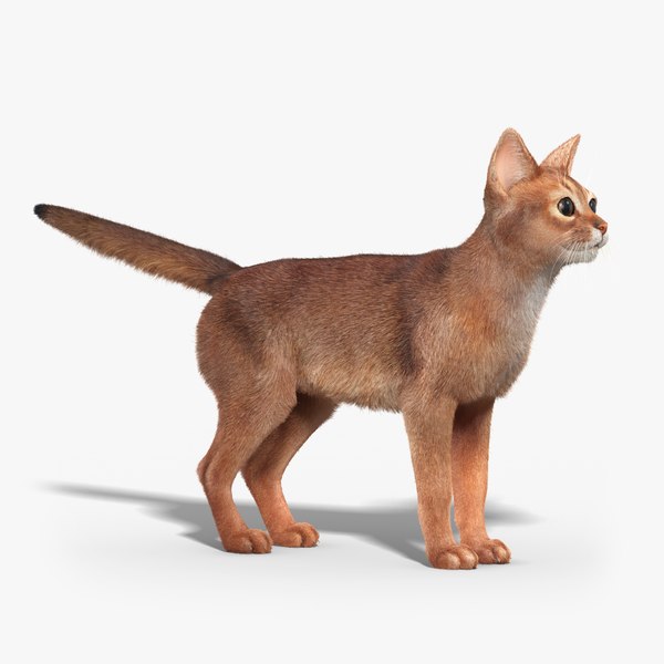 abyssinian cat fur 3d max