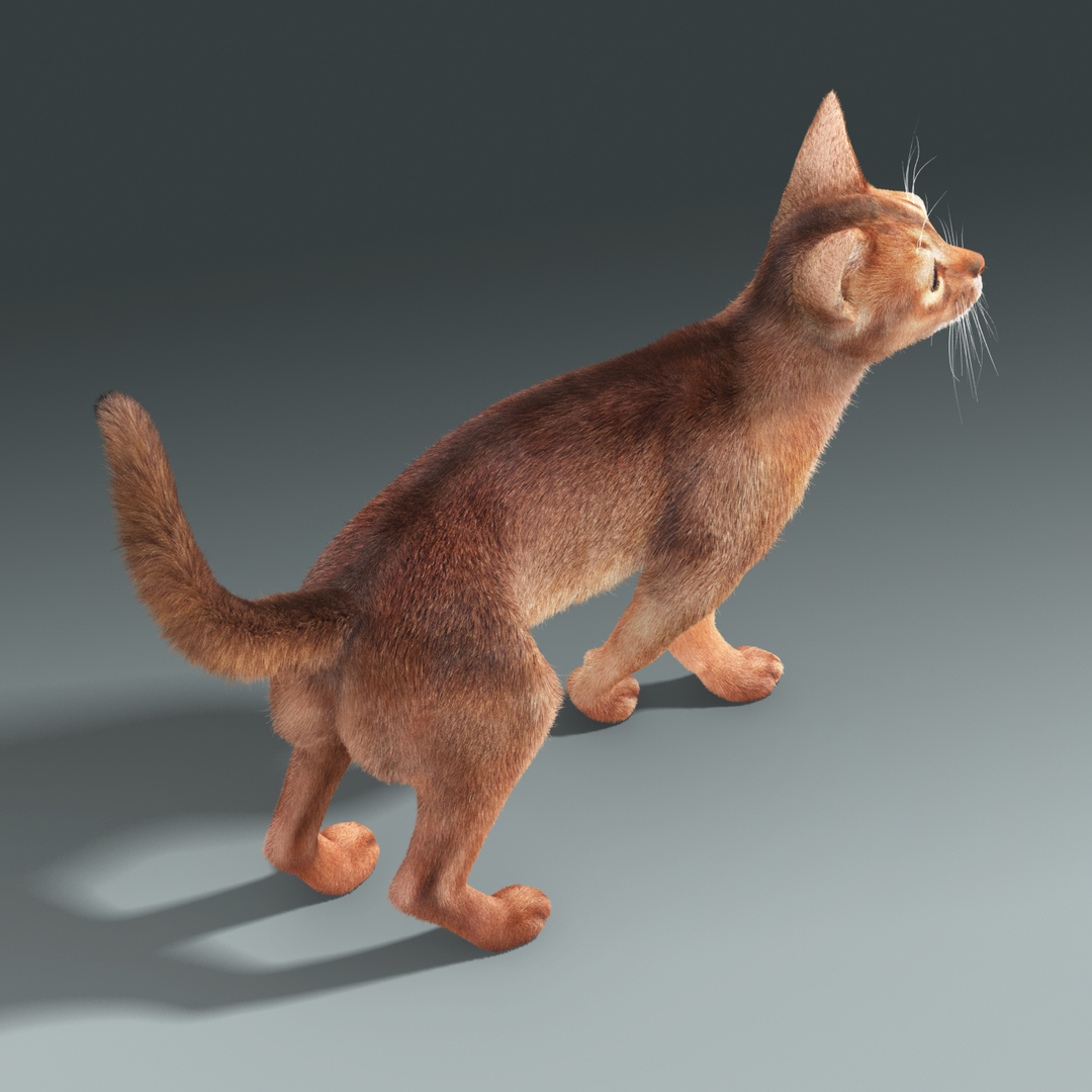 abyssinian cat fur 3d max