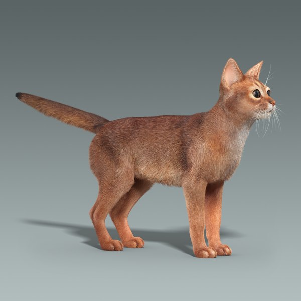 abyssinian cat fur 3d max