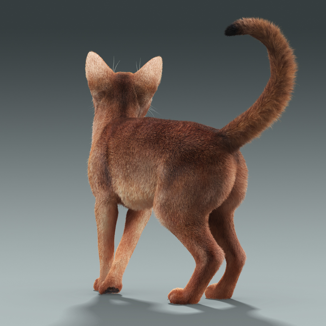 abyssinian cat fur 3d max