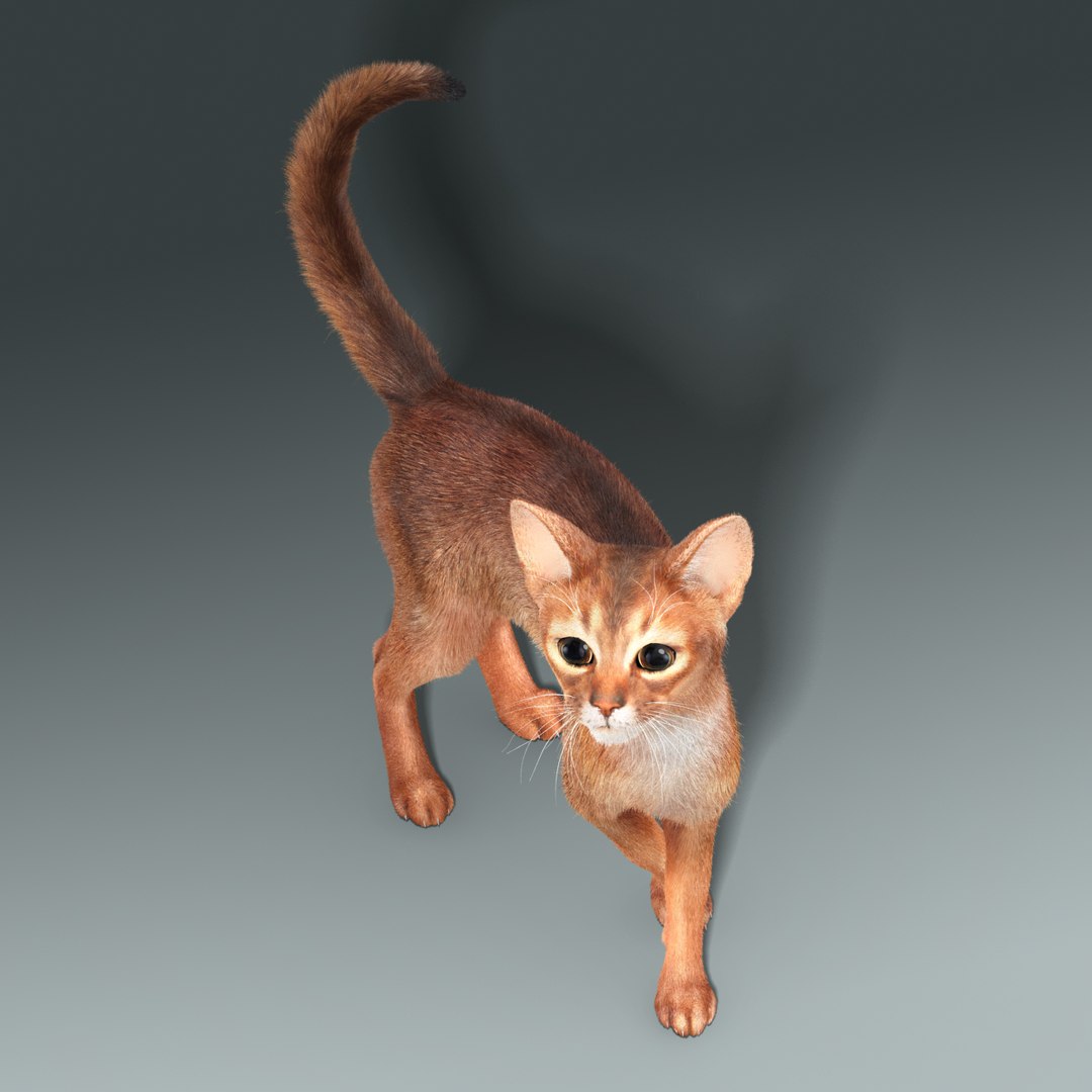 Abyssinian Cat Fur 3d Max