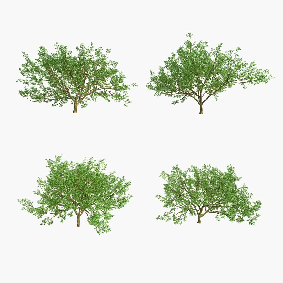 3D Shrub Bush Plant - TurboSquid 1667098
