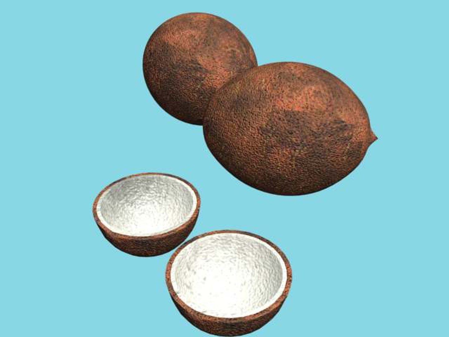 3d model of coconut