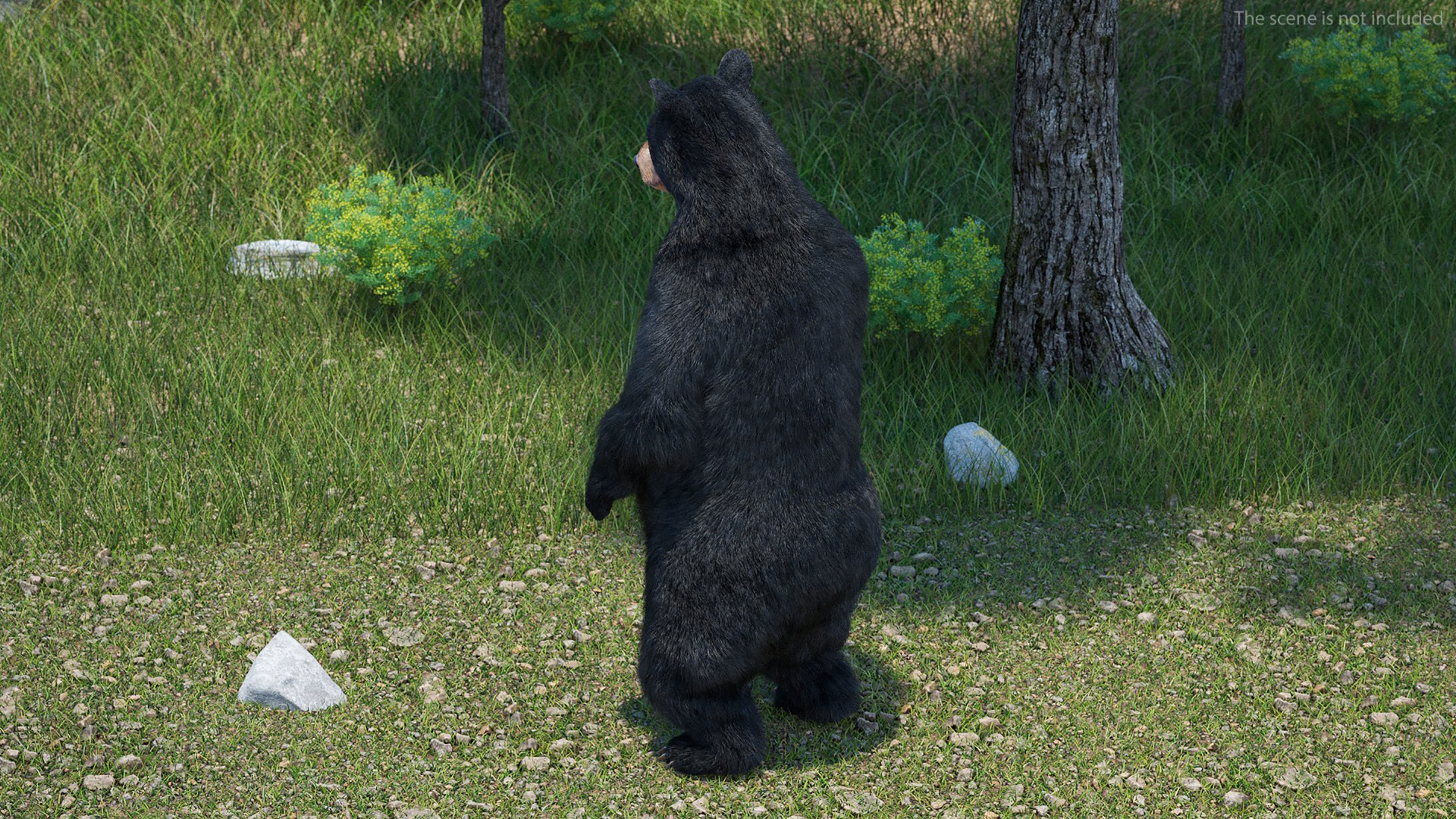 3D Standing Black Bear Fur Model - TurboSquid 2255009