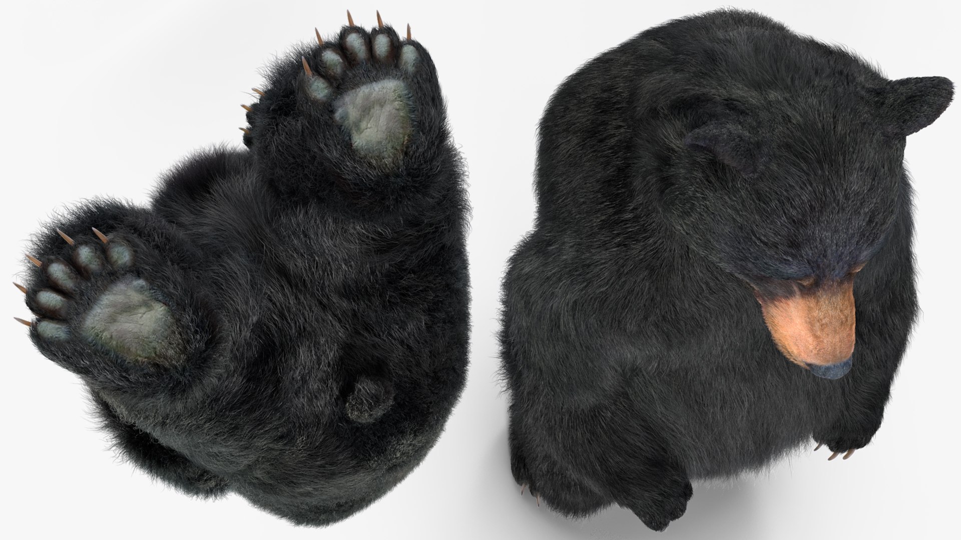 3D Standing Black Bear Fur Model - TurboSquid 2255009