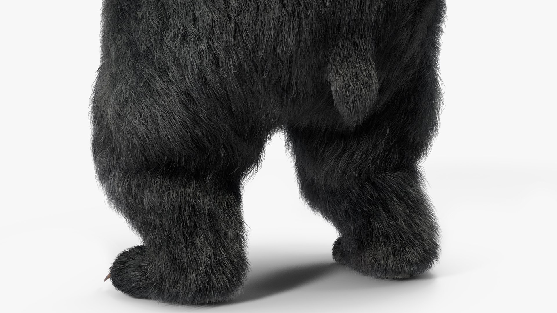 3D Standing Black Bear Fur Model - TurboSquid 2255009
