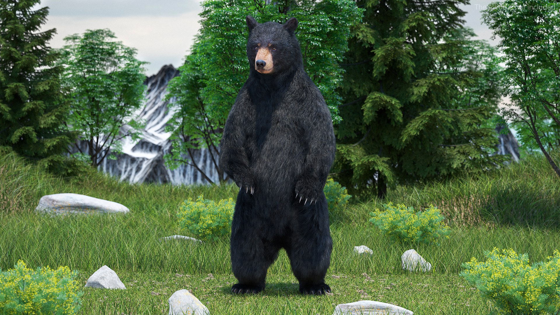 3D Standing Black Bear Fur Model - TurboSquid 2255009