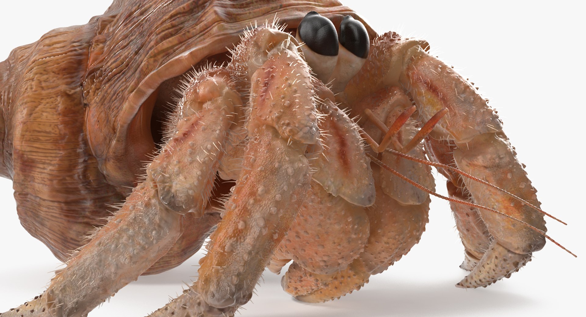 Hermit Crab Walking Pose 3D - TurboSquid 1150944