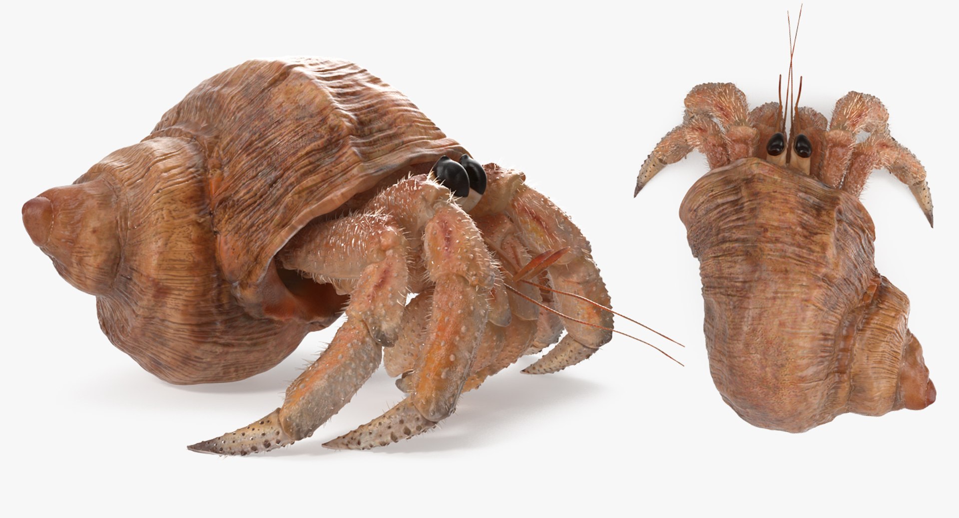 Hermit Crab Walking Pose 3D - TurboSquid 1150944
