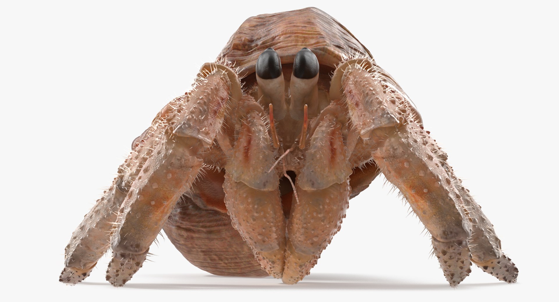 Hermit Crab Walking Pose 3D - TurboSquid 1150944
