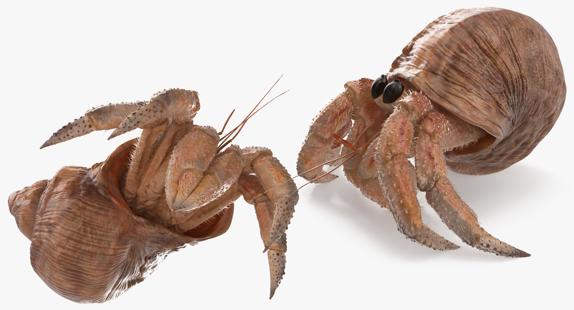 Hermit crab walking pose 3D - TurboSquid 1150944