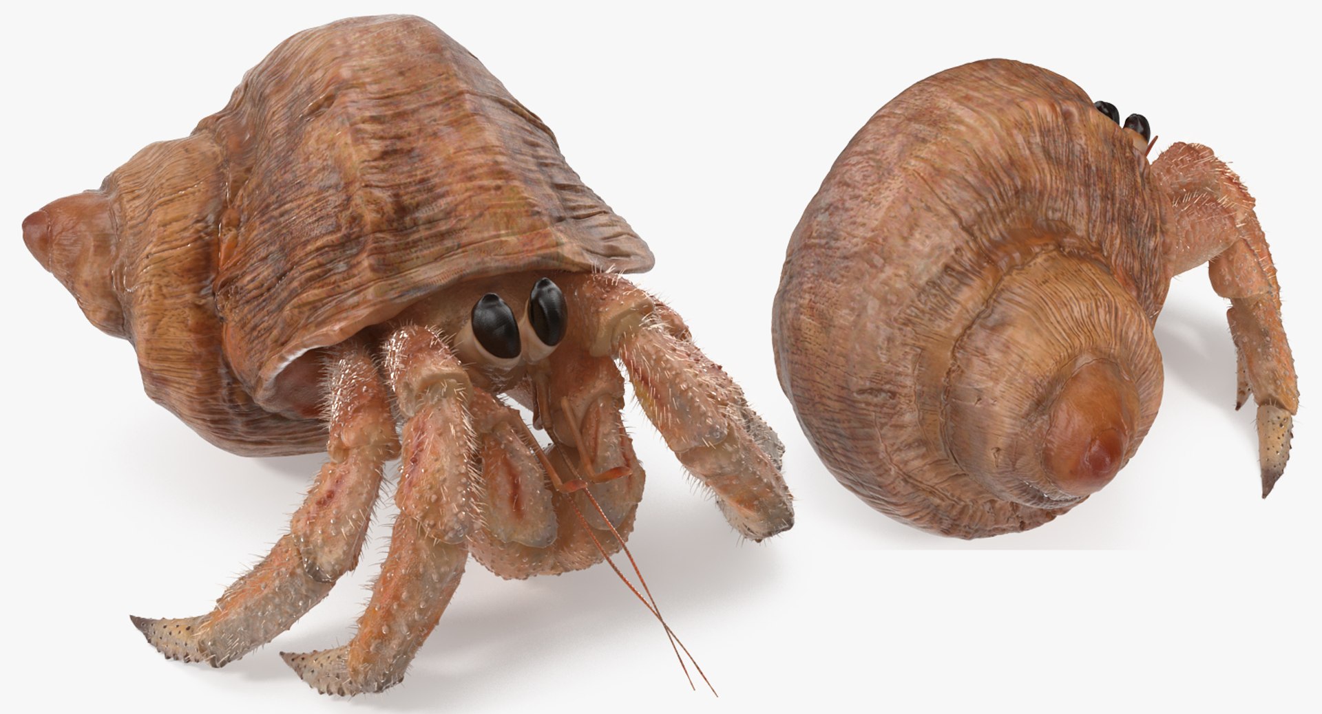 Hermit Crab Walking Pose 3D - TurboSquid 1150944