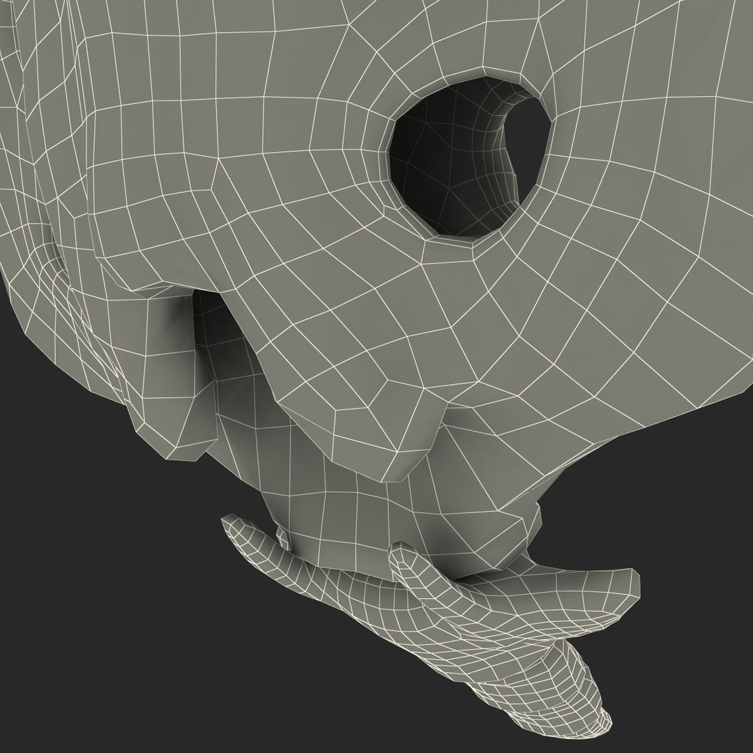 3d Model Tailbone Bone