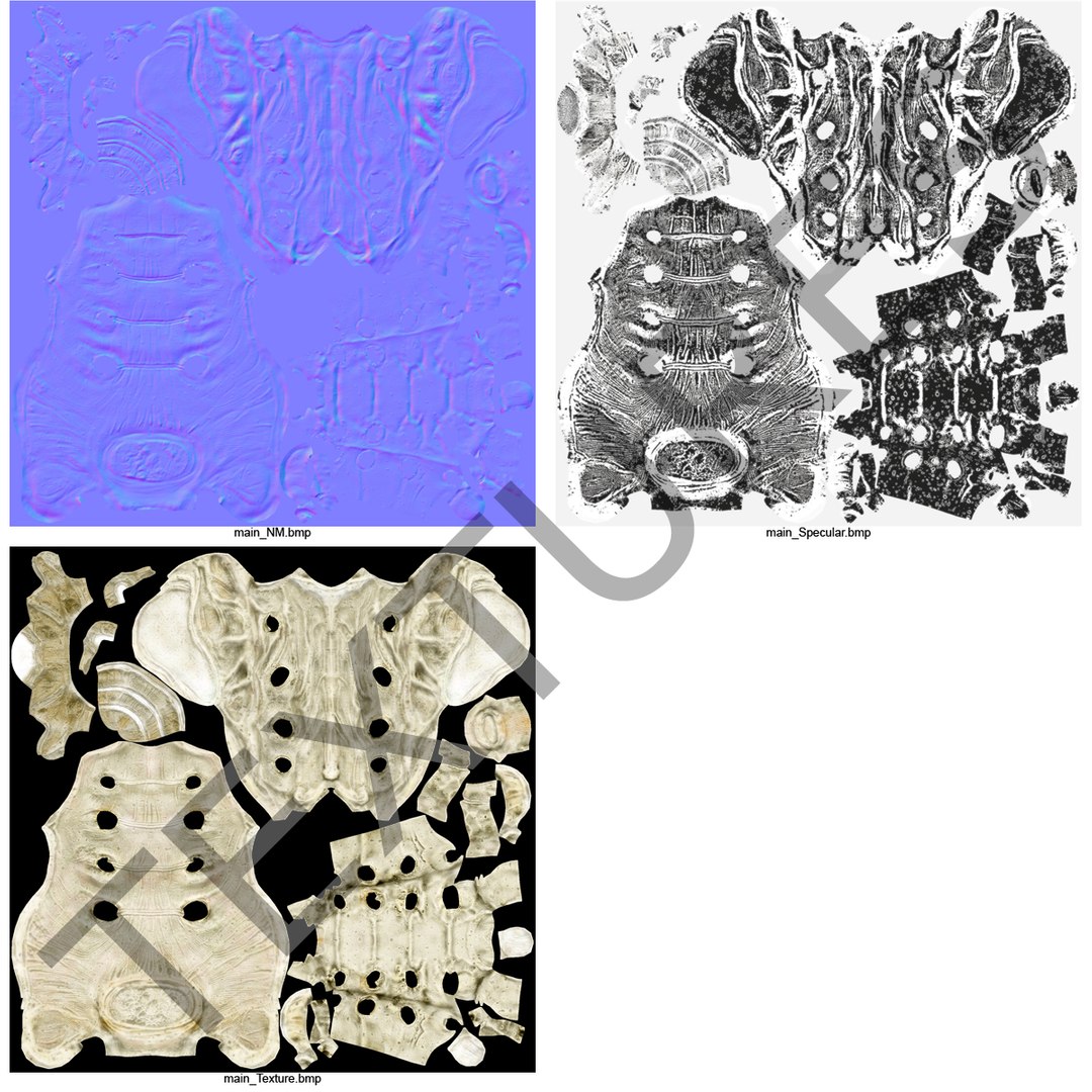 3d Model Tailbone Bone