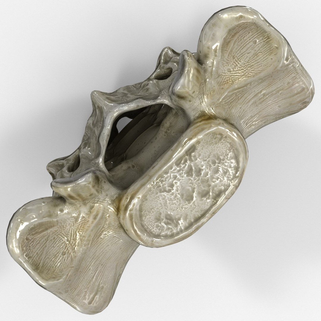 3d Model Tailbone Bone