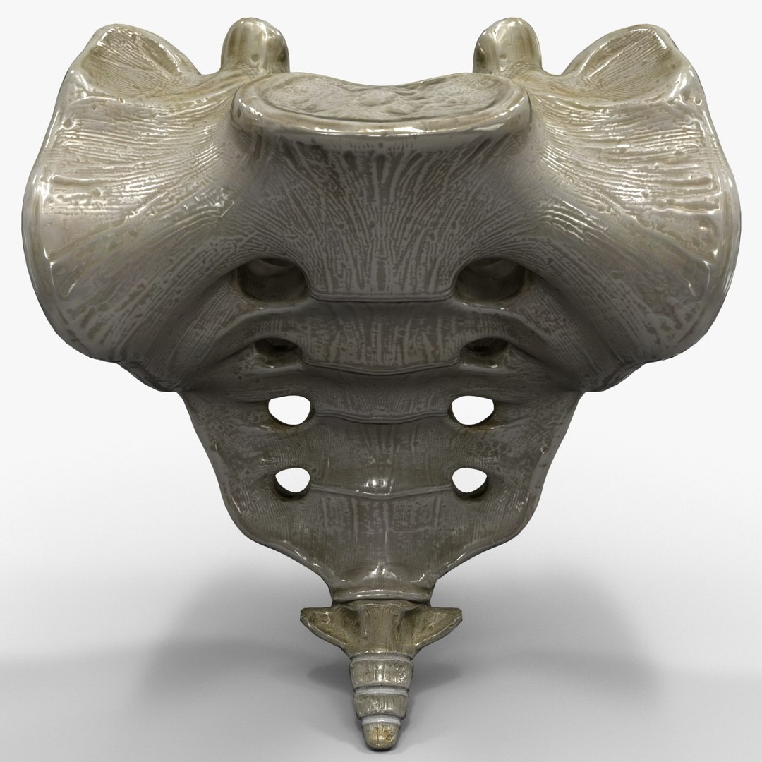3d Model Tailbone Bone