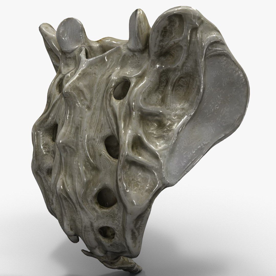 3d Model Tailbone Bone