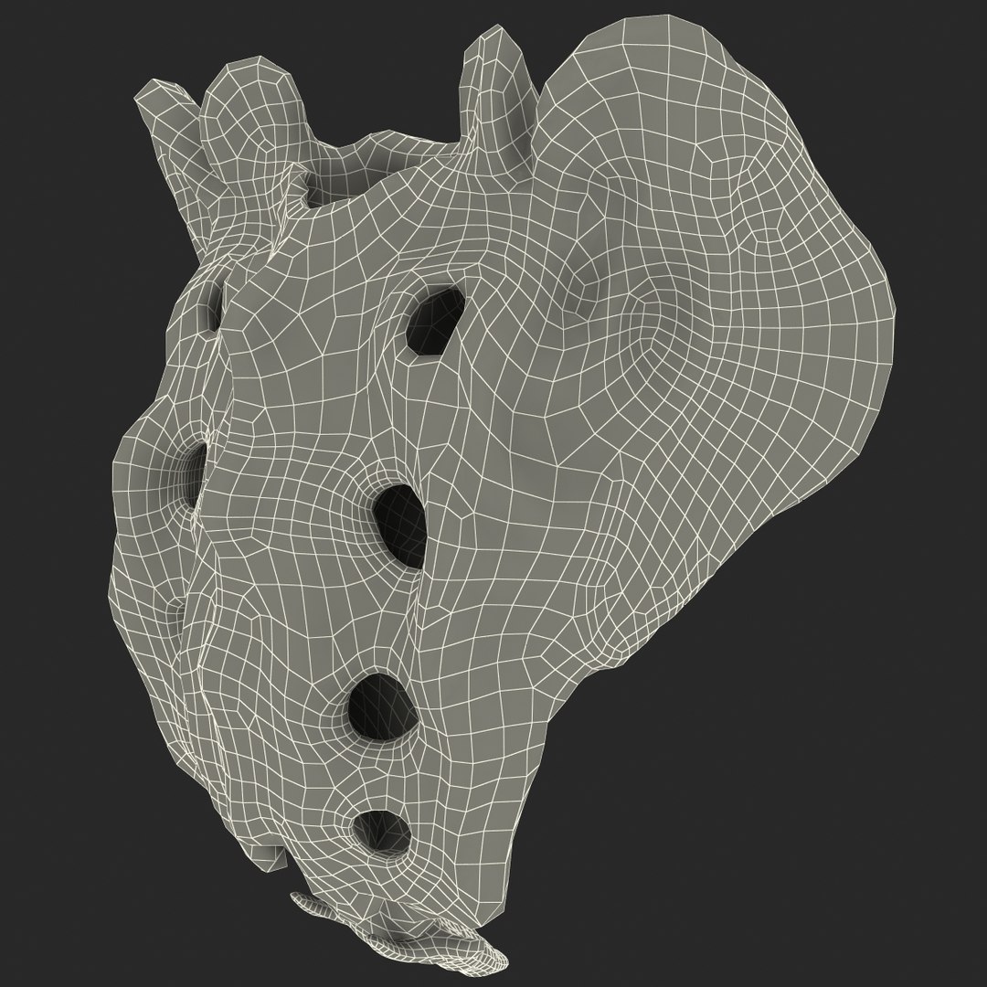 3d Model Tailbone Bone