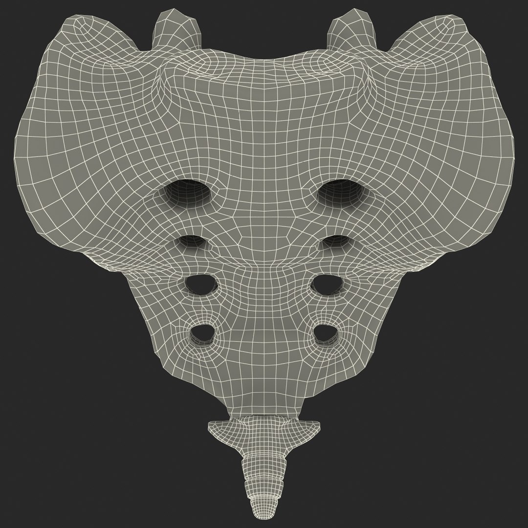 3d Model Tailbone Bone