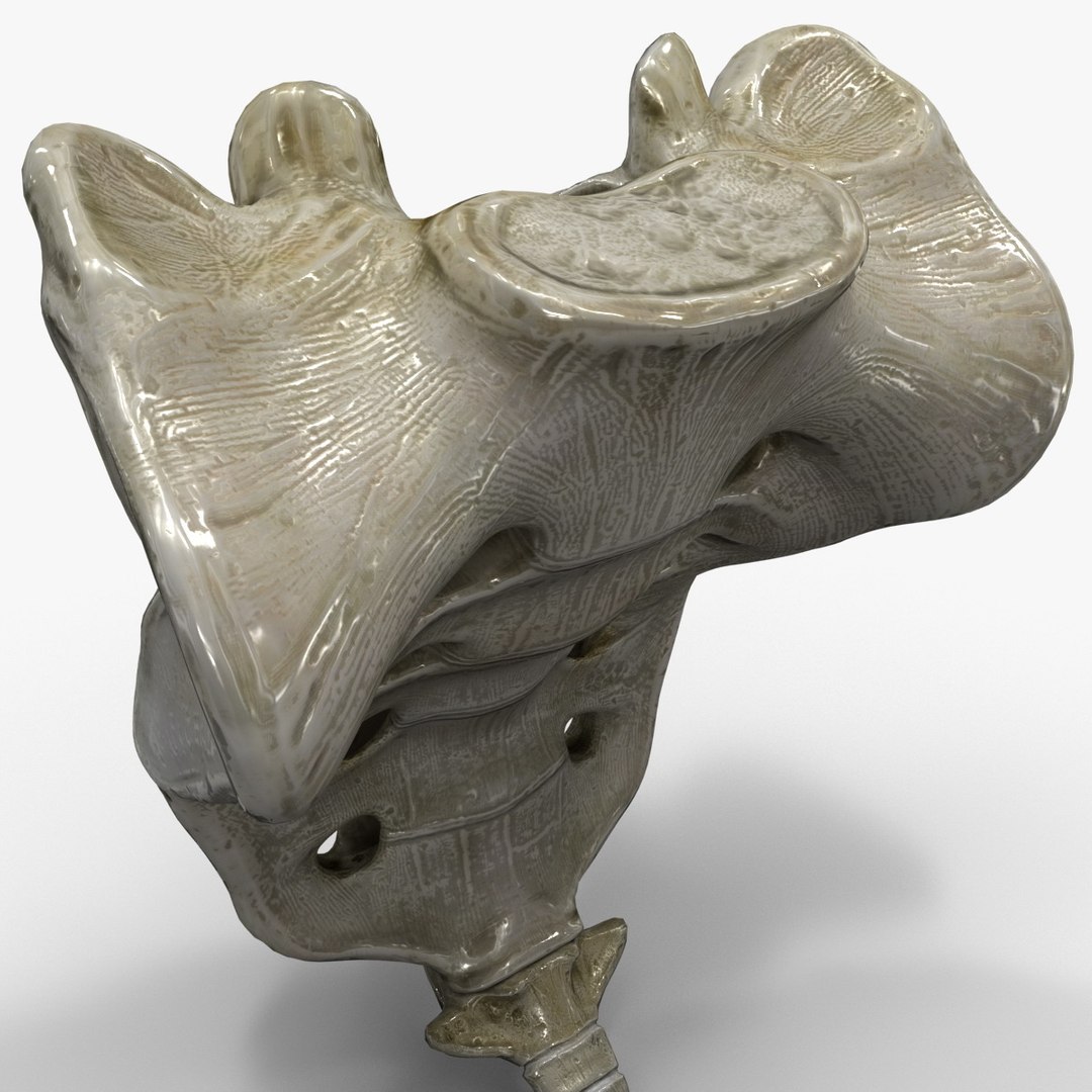 3d Model Tailbone Bone