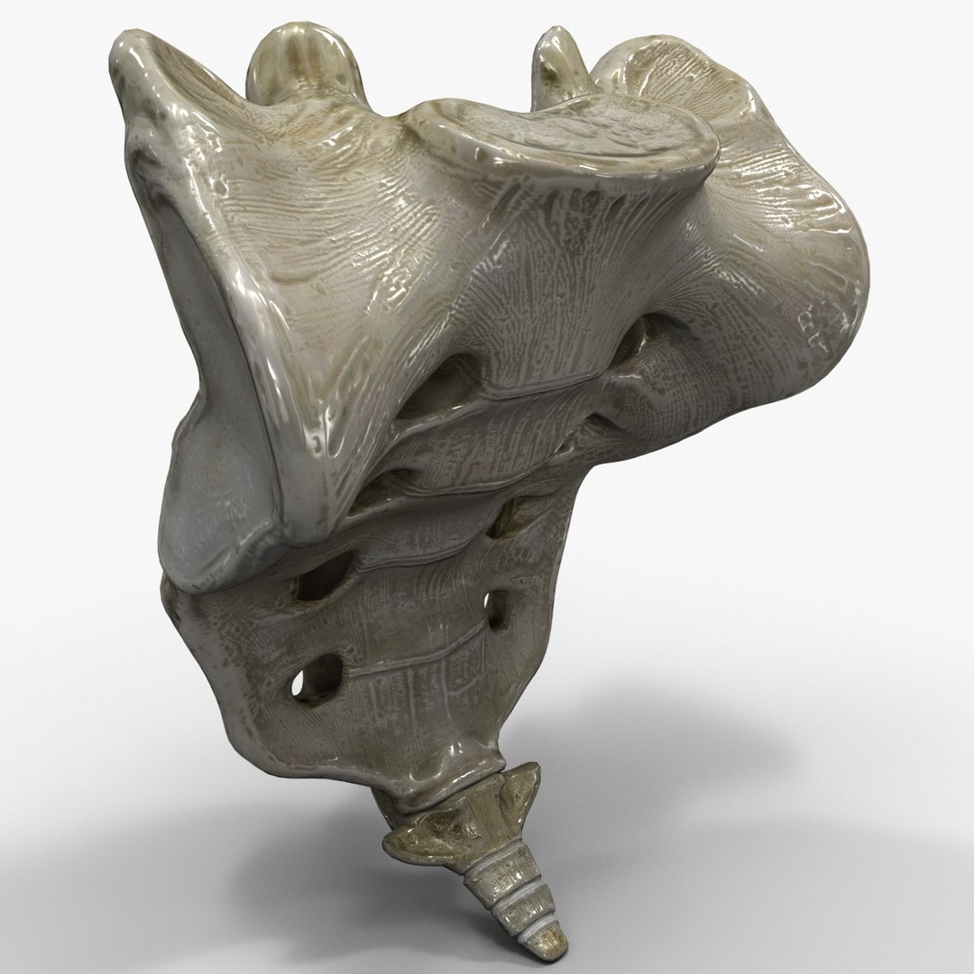 3d Model Tailbone Bone