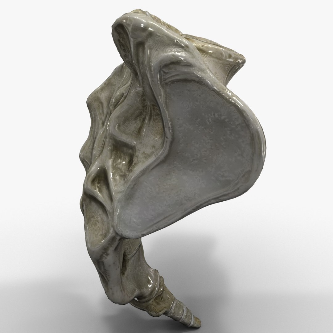 3d Model Tailbone Bone