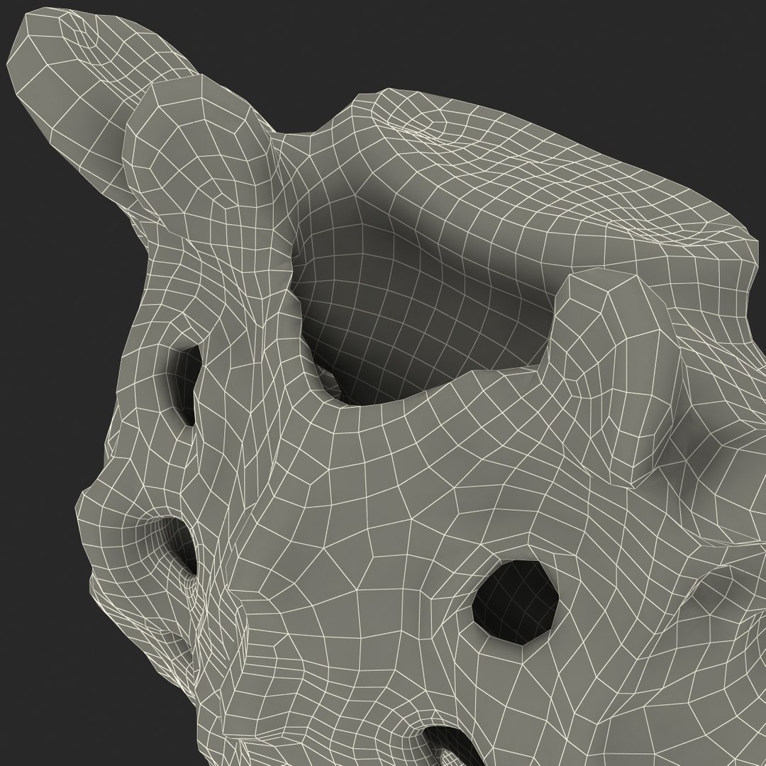 3d Model Tailbone Bone
