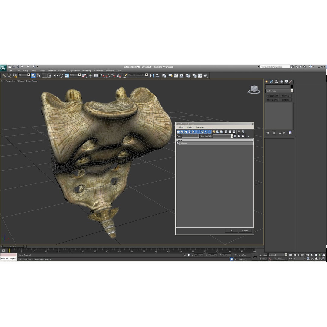 3d Model Tailbone Bone