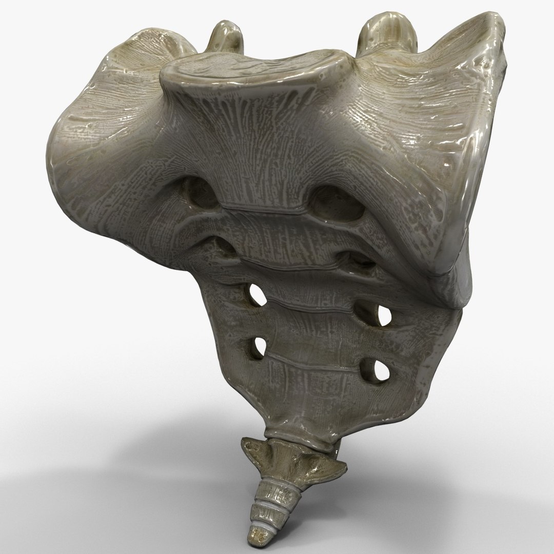 3d Model Tailbone Bone