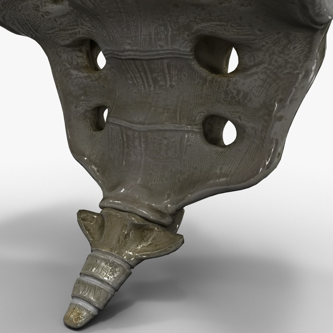 3d Model Tailbone Bone