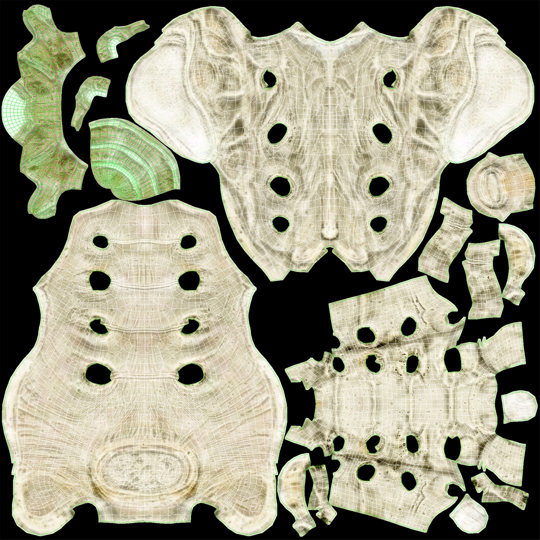 3d Model Tailbone Bone