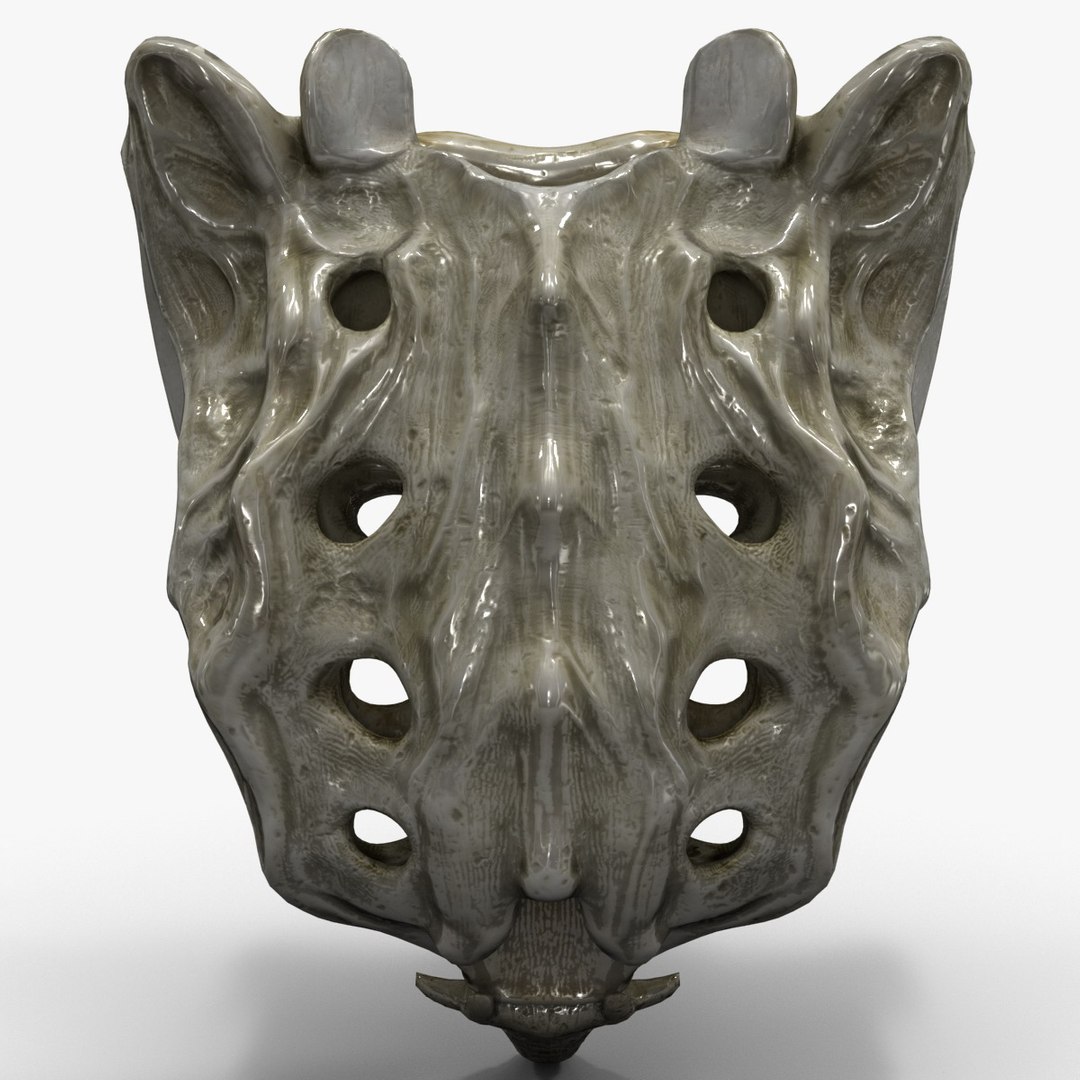 3d Model Tailbone Bone