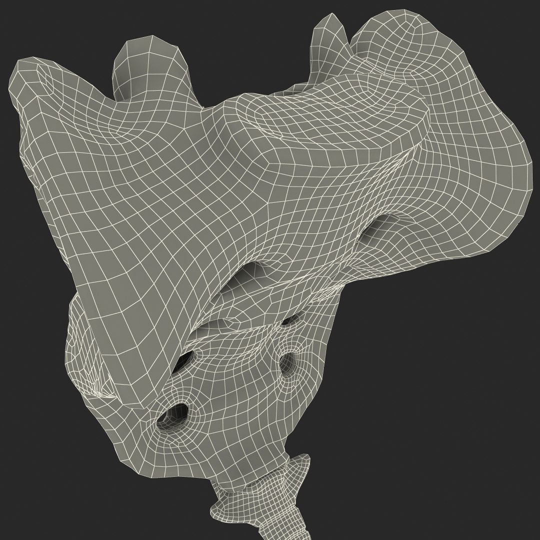 3d Model Tailbone Bone