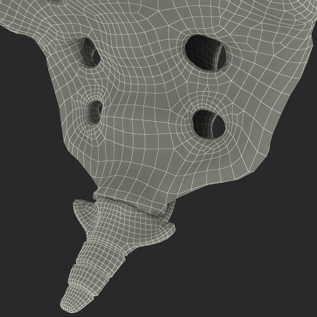 3d Model Tailbone Bone