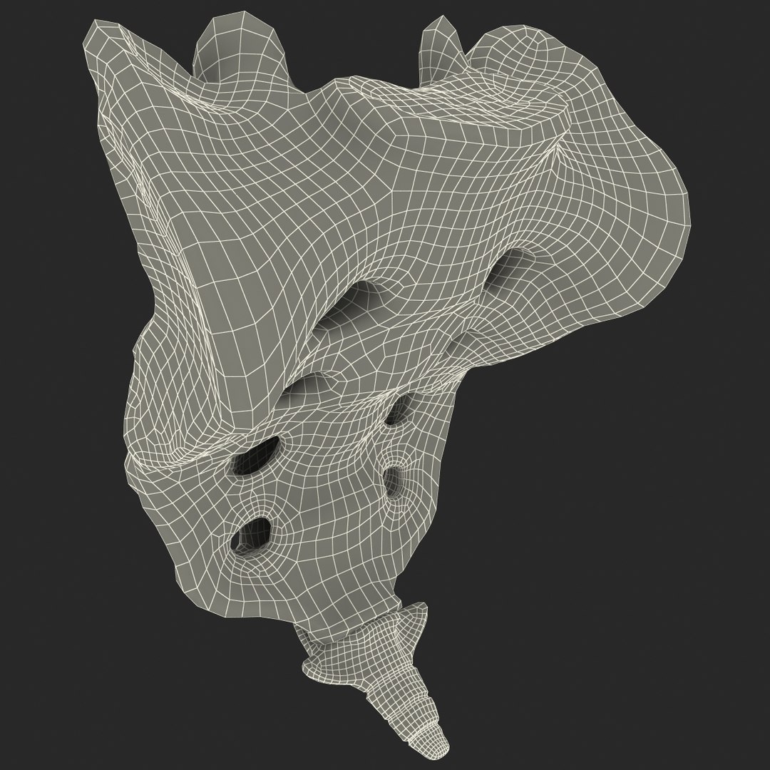 3d Model Tailbone Bone
