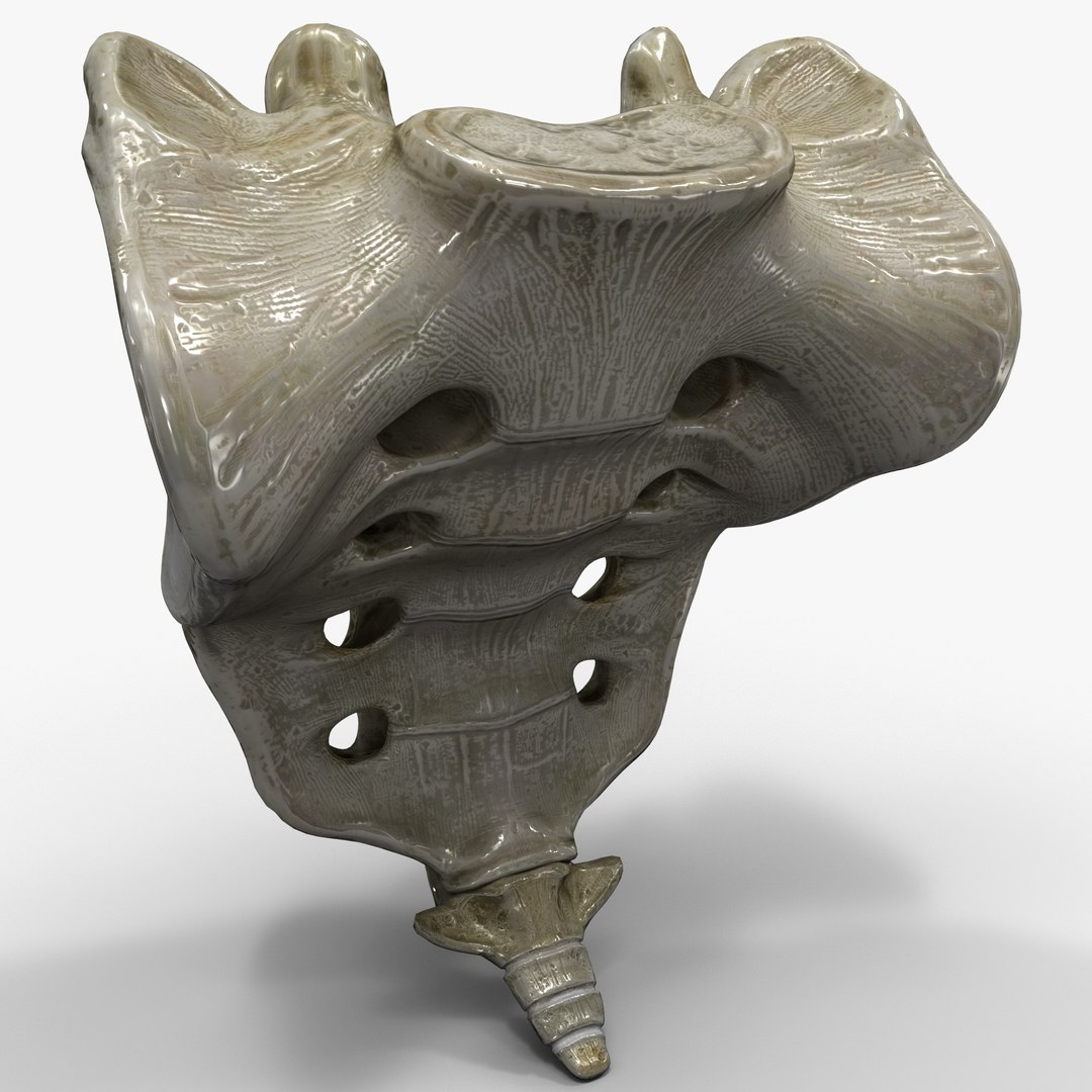 3d model tailbone bone