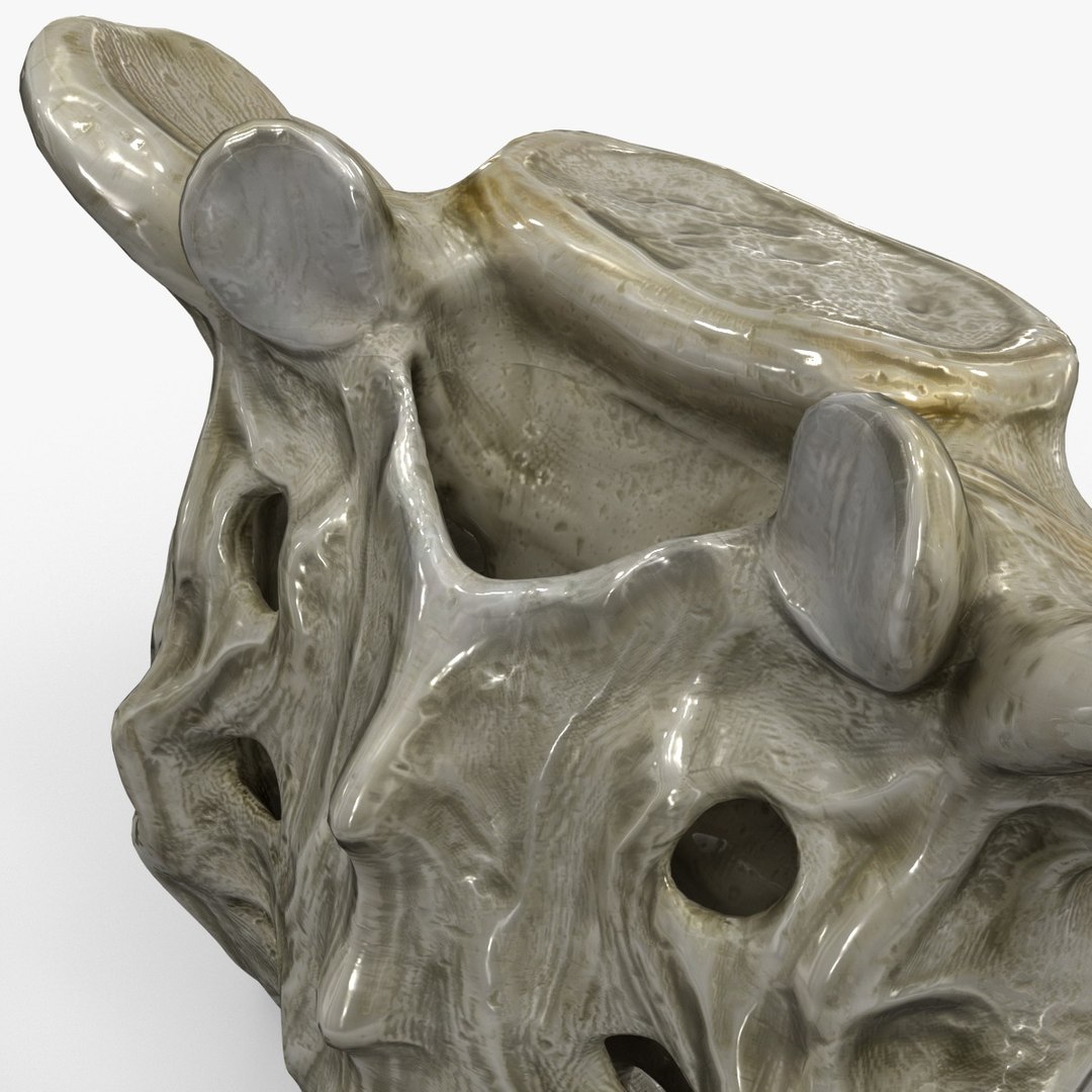 3d Model Tailbone Bone