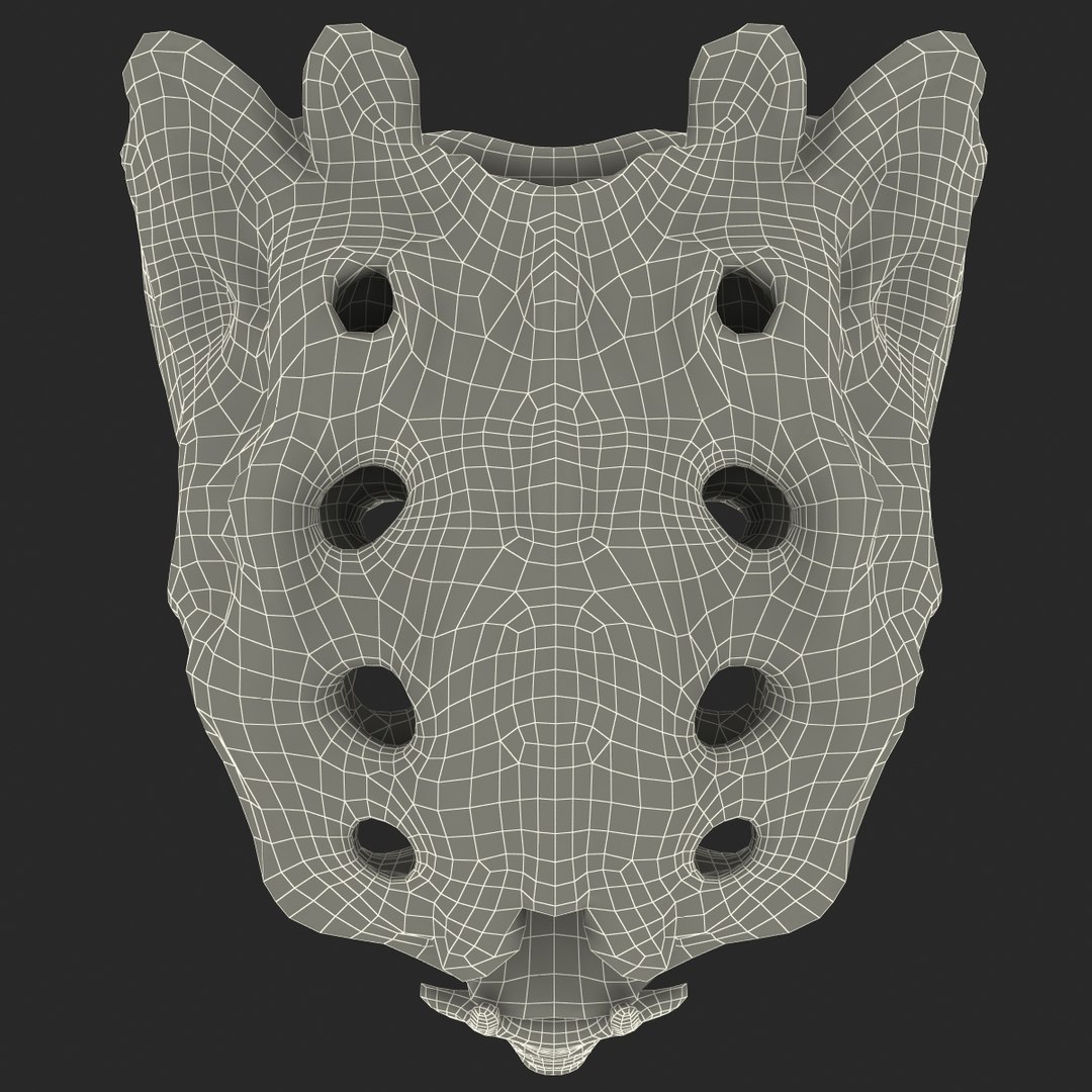 3d Model Tailbone Bone