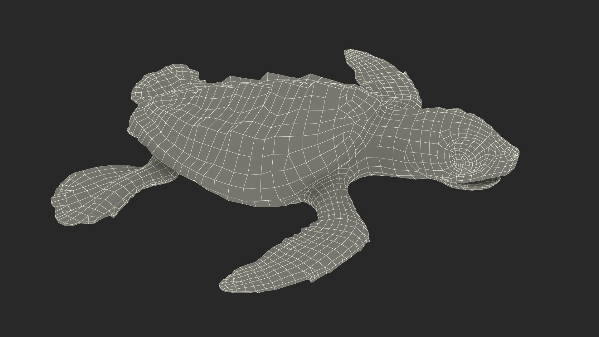 3D Baby Sea Turtle Brown Rigged For Maya - TurboSquid 2205432