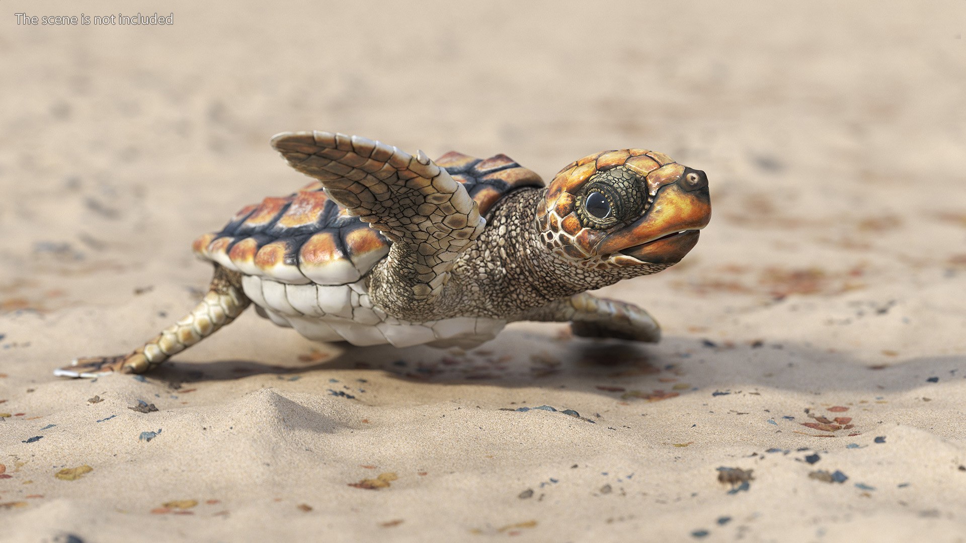 3D Baby Sea Turtle Brown Rigged For Maya - TurboSquid 2205432