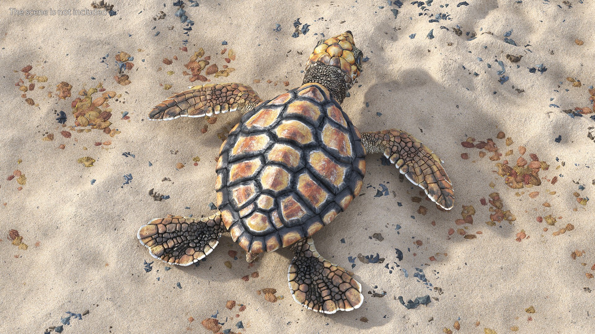 3D Baby Sea Turtle Brown Rigged For Maya - TurboSquid 2205432