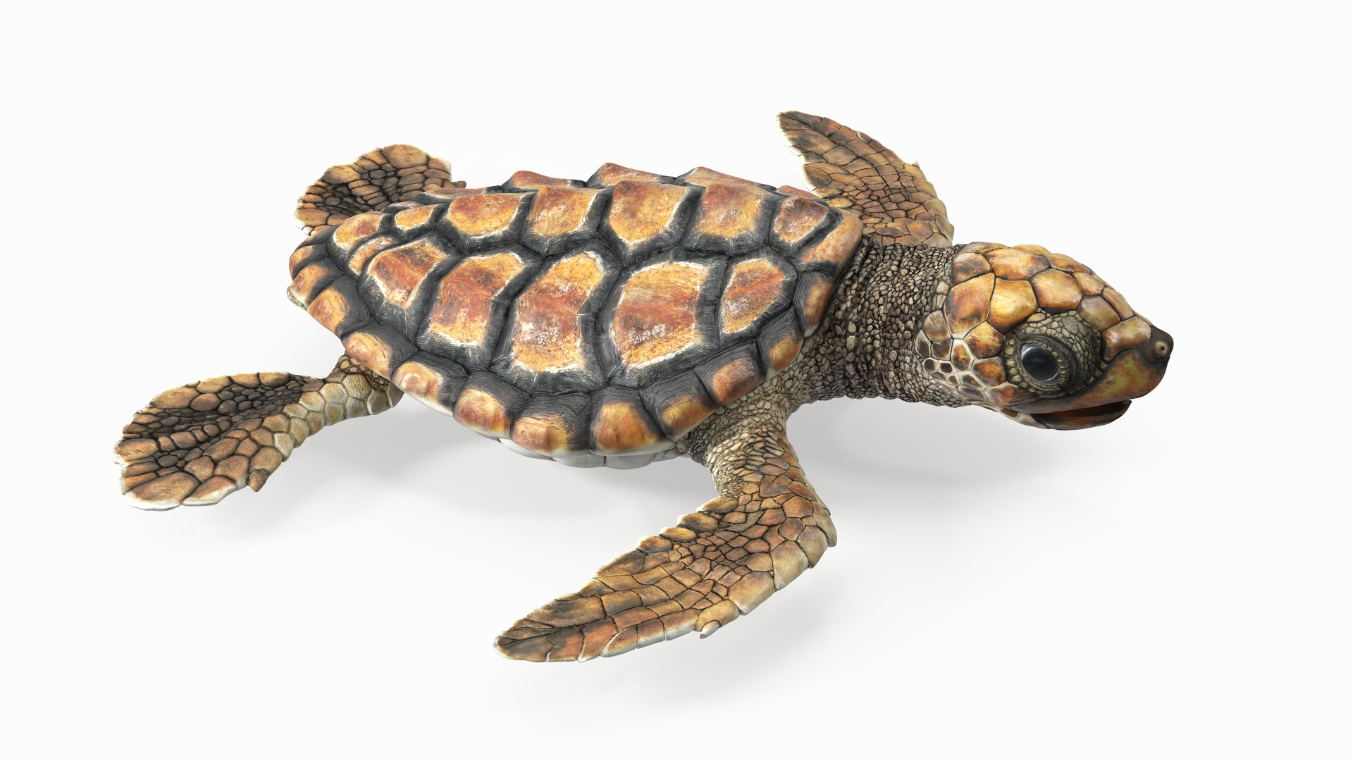3D Baby Sea Turtle Brown Rigged For Maya - TurboSquid 2205432
