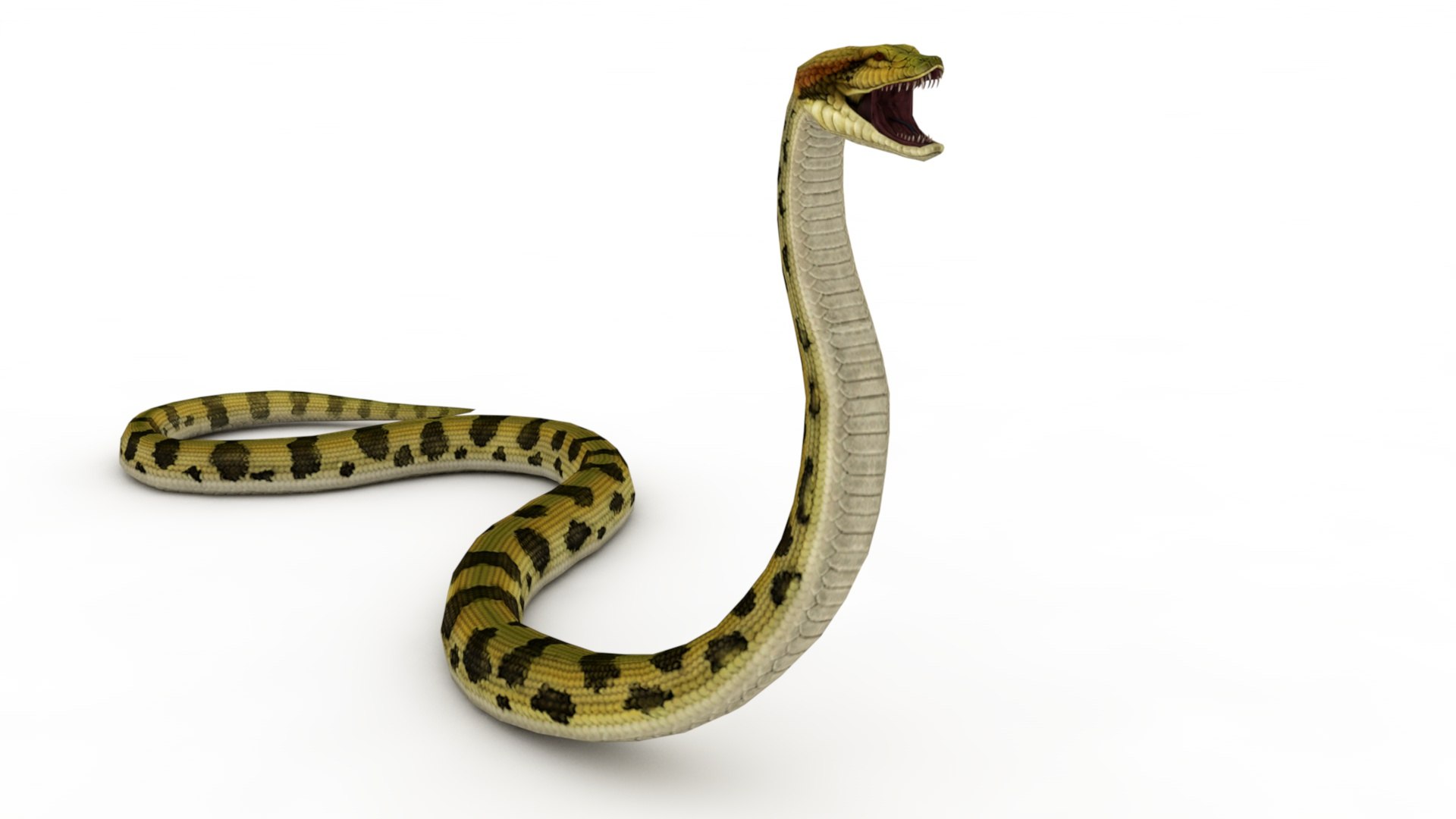 Anaconda Snake 3D Model - TurboSquid 2296082