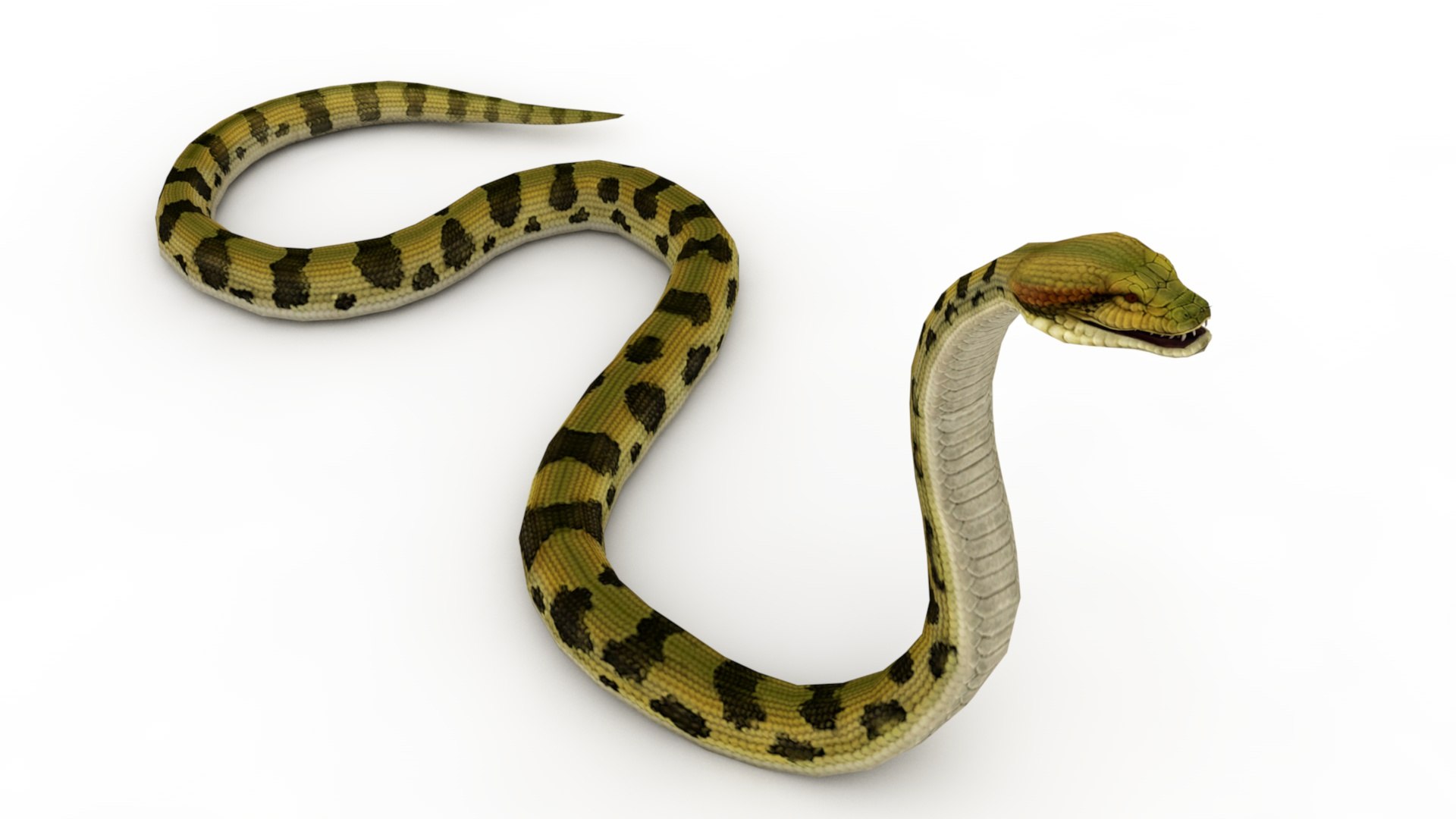 Anaconda Snake 3D Model - TurboSquid 2296082