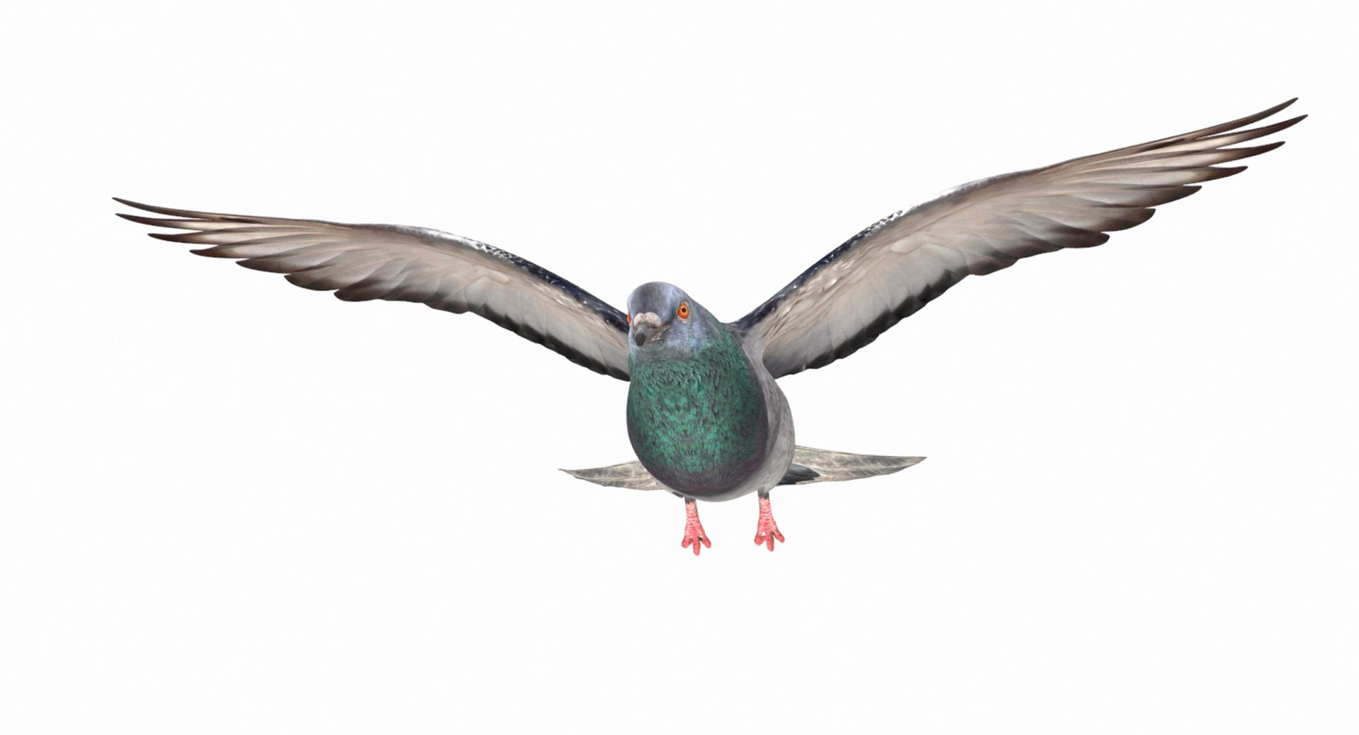 3D Model City Pigeon Flying Animation - TurboSquid 1305623