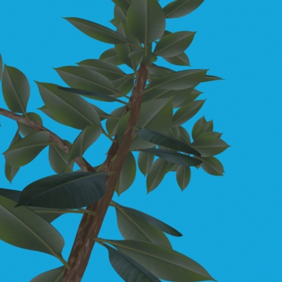 3ds Max Photorealistic Rubber Tree Plant
