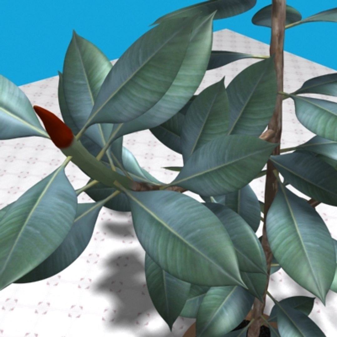 3ds Max Photorealistic Rubber Tree Plant