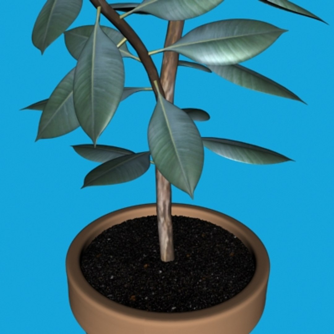 3ds Max Photorealistic Rubber Tree Plant