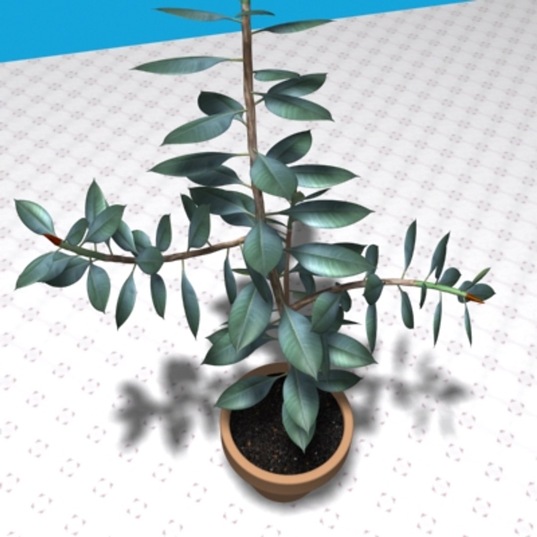 3ds Max Photorealistic Rubber Tree Plant