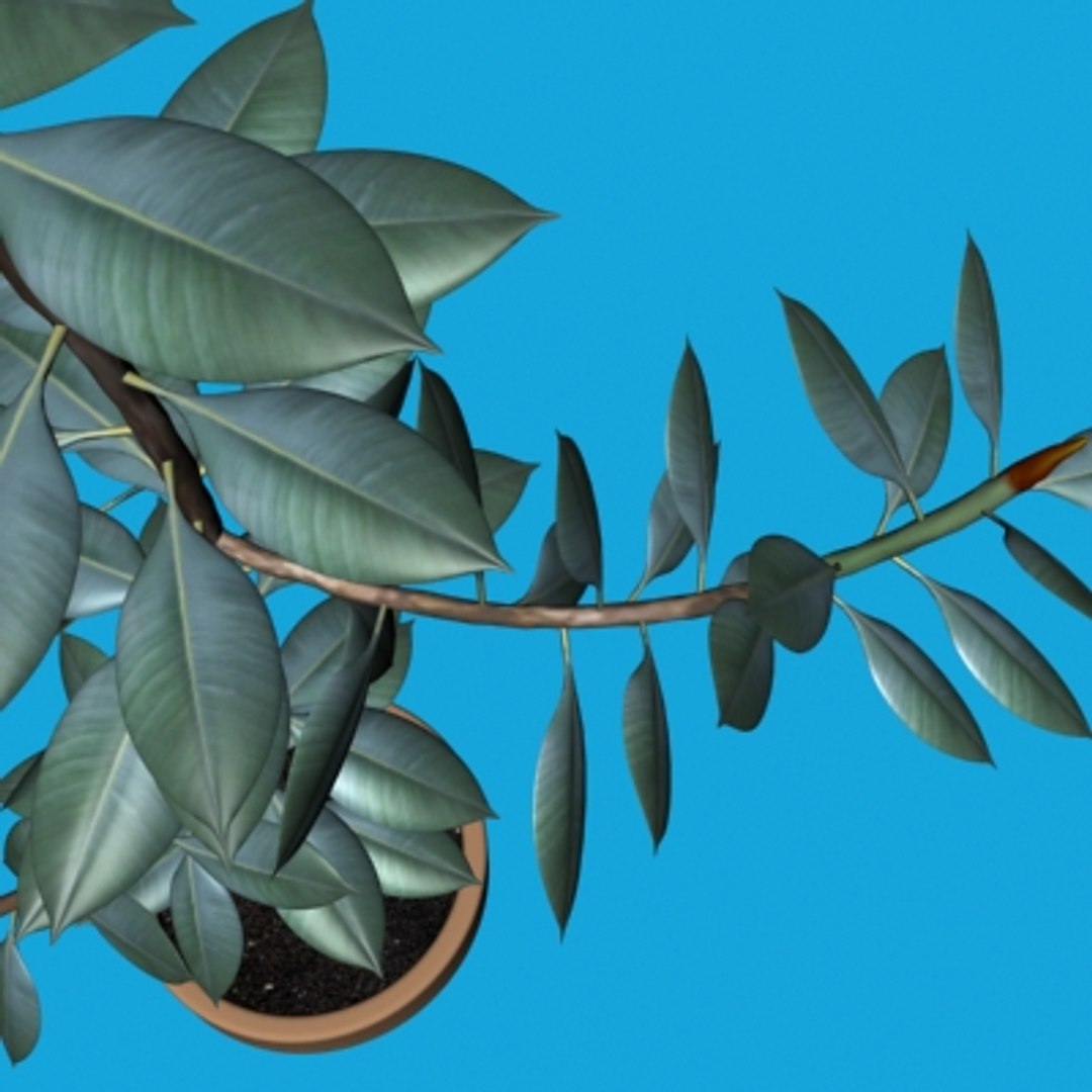 3ds Max Photorealistic Rubber Tree Plant